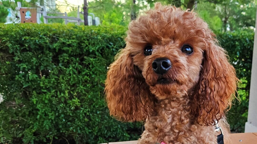 Poodle Power Unleashed with These 5 Fun and Challenging Tricks - Mr Tim ...