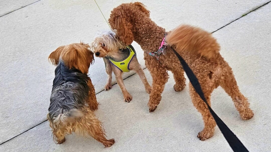Speak Poodle: Mastering Miniature Poodle Body Language - Mr Tim Bean
